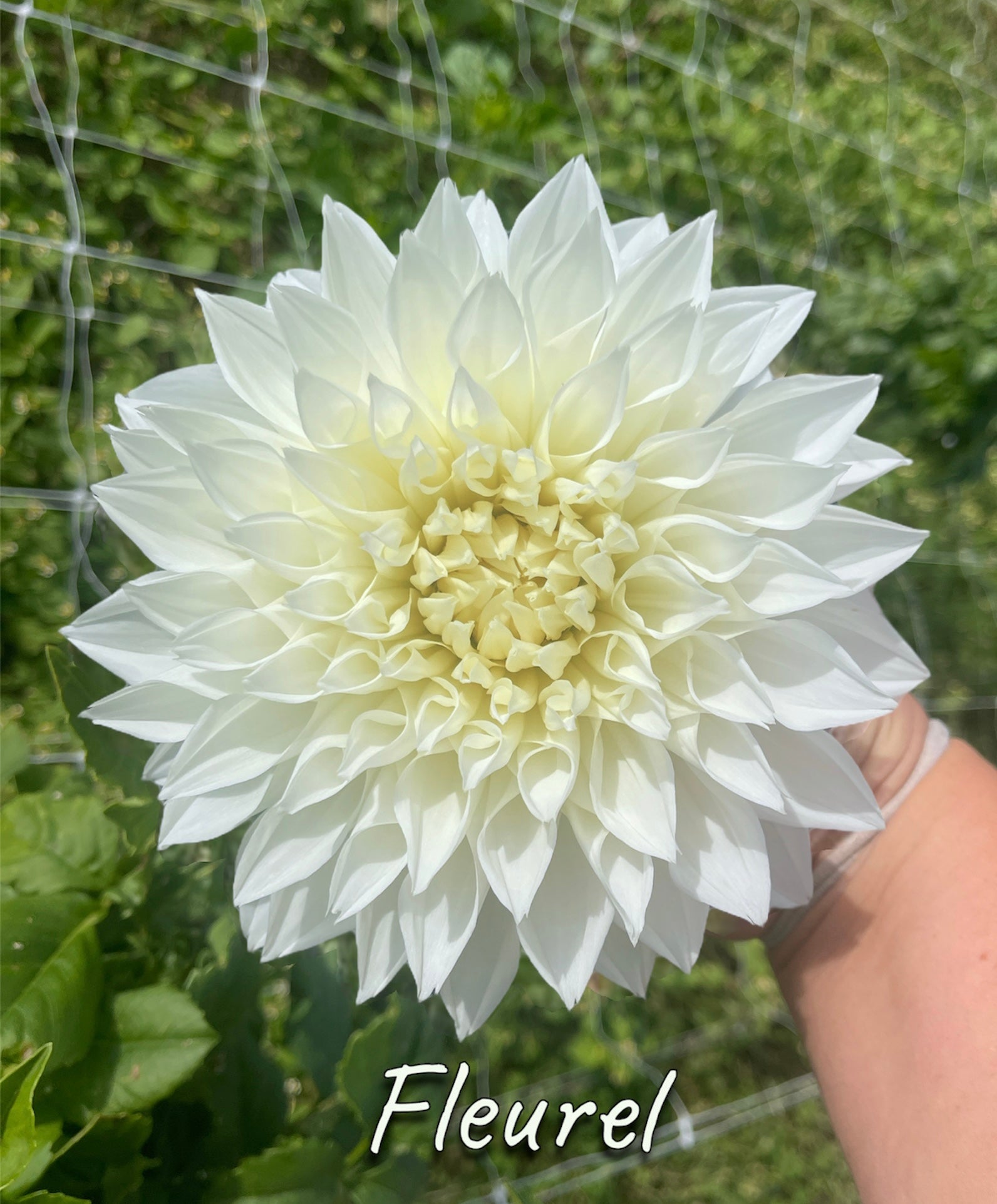 Fleurel - Dahlia Tuber – Petals Flower Farm